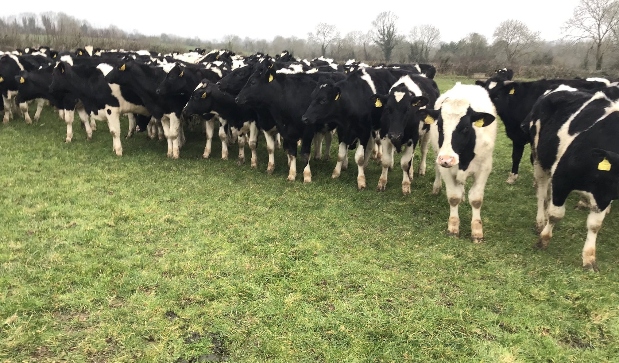 Examining 2019 grass growth performance across demonstration farms ...