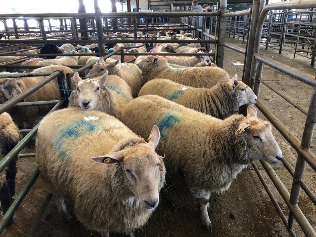 Pics: All you need to know about the Clean Livestock Policy for sheep ...