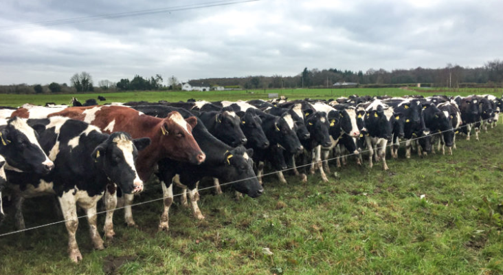 Breeding season: Pre-mating management tips - Agriland.ie