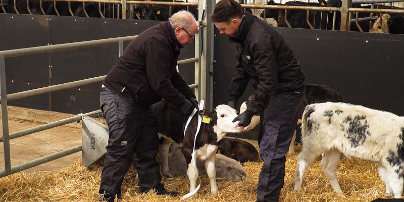 Video: How to weigh calves using a weigh-band and the correct weaning ...