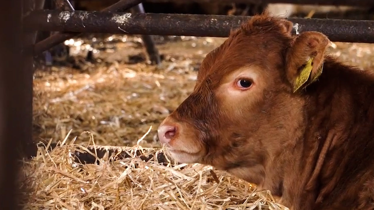 Autumn calving: A comprehensive guide to the season ahead - Agriland.ie