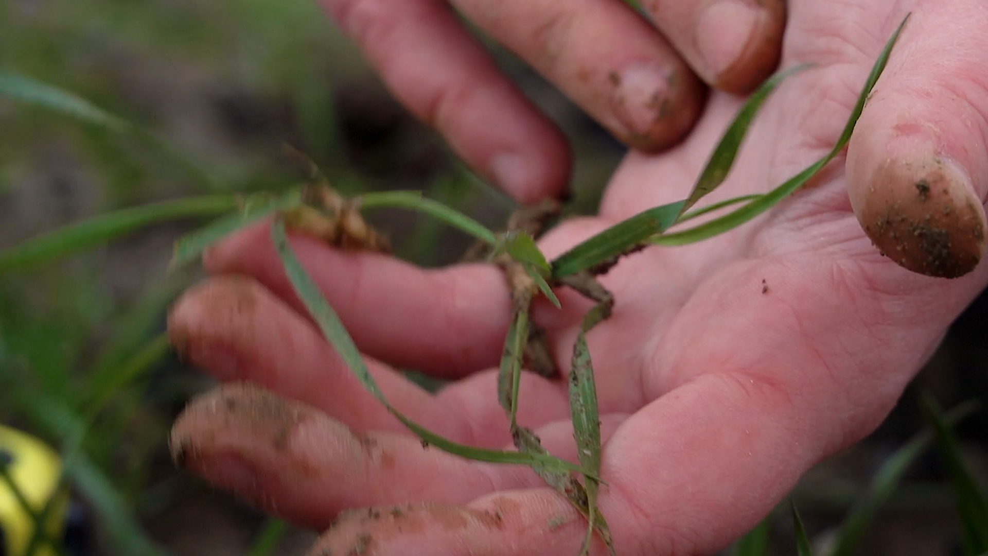 How to carry out a plant count - Agriland.ie