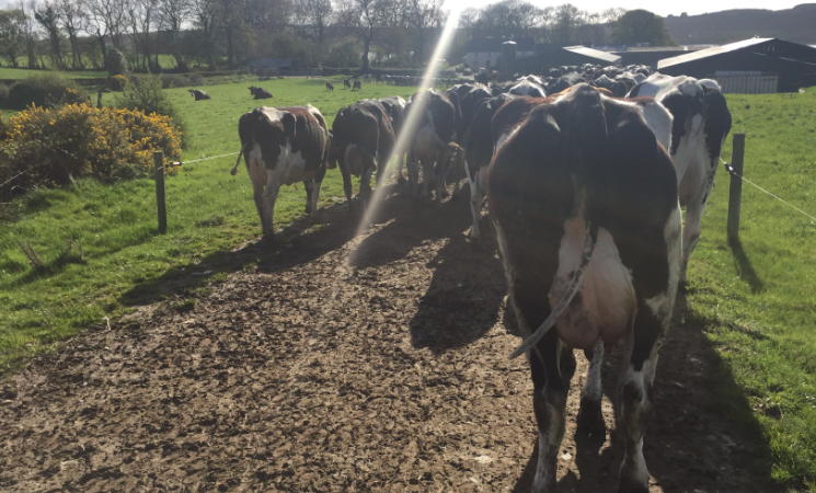 Can OAD milking improve the BCS of under-conditioned cows? - Agriland.ie