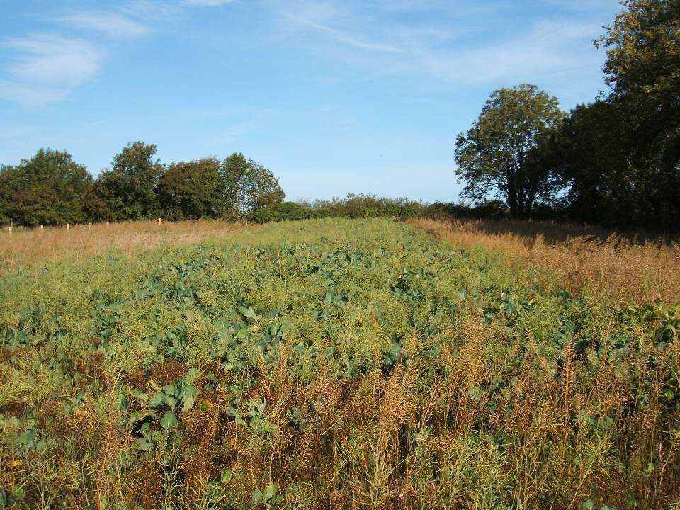 GLAS: Department to provide extension for wild bird cover - Agriland.ie