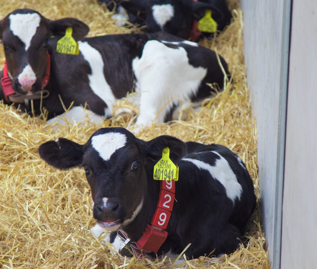 Calf Health Series: The calf rearing refresher course - Agriland.ie