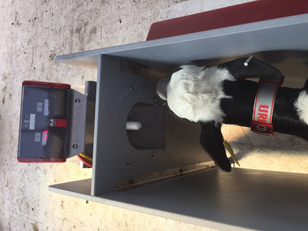 Calf Health Series: The calf rearing refresher course - Agriland.ie