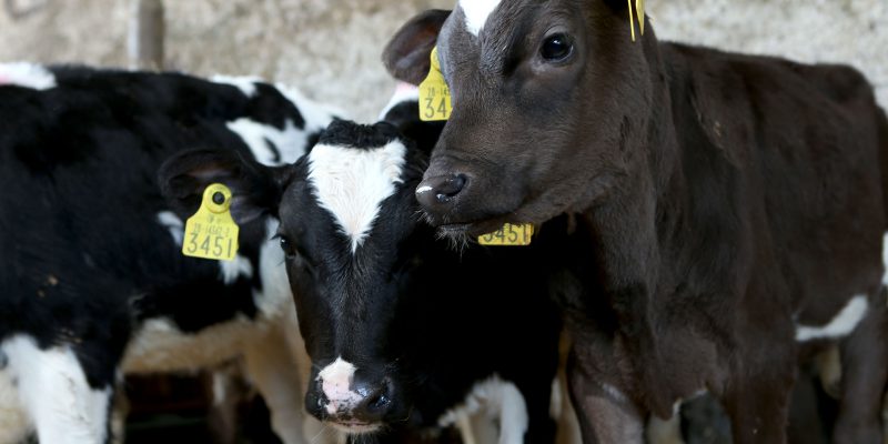 Calf Health Series: The calf rearing refresher course - Agriland.ie