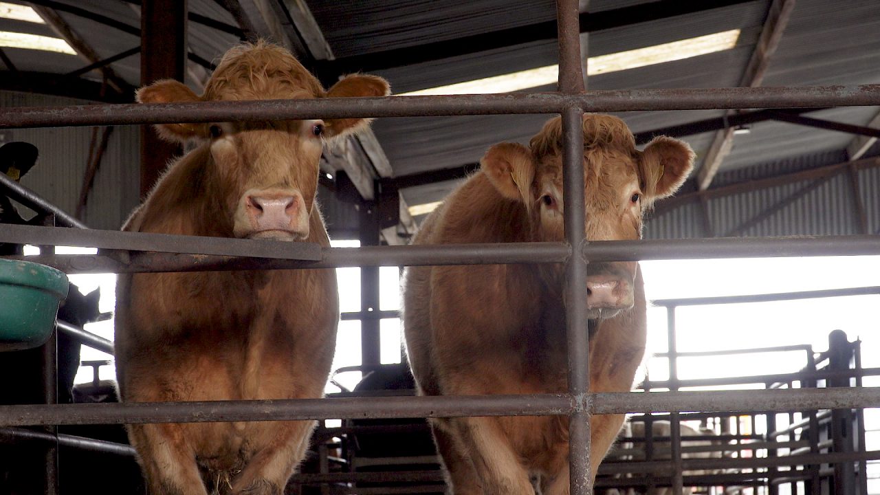 Beef kill: Increase in bull and cow slaughterings - Agriland.ie