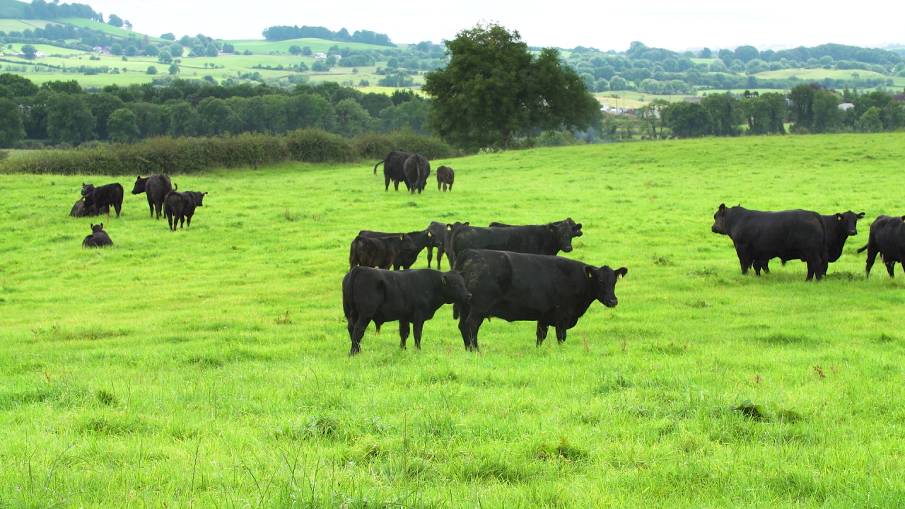 Aberdeen Angus beef set to retain a premium in the market - Agriland.ie