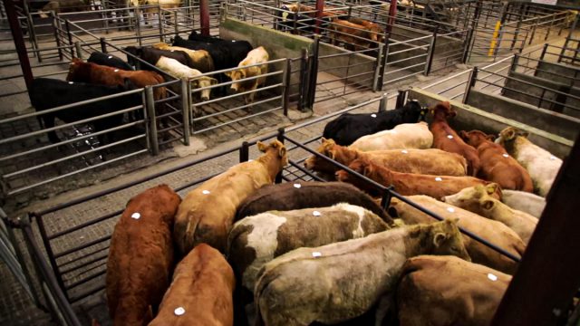 CSO: 11% increase in number of sheep slaughtered