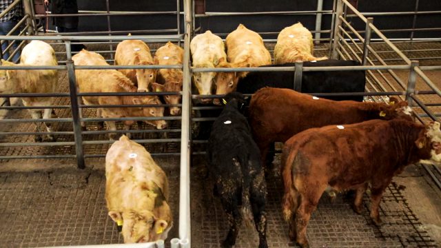 How many cattle are slaughtered within a week of mart sale?