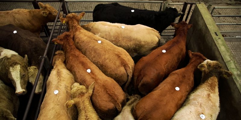 Cattle slaughterings up 15.4% in June - CSO - Agriland.ie