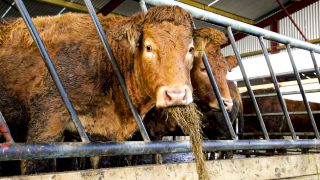 Beef production in Europe is down - Rabobank - Agriland.ie