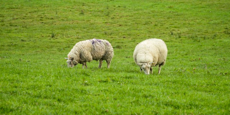 Teagasc Virtual Sheep Week: Latest technical information, research and ...