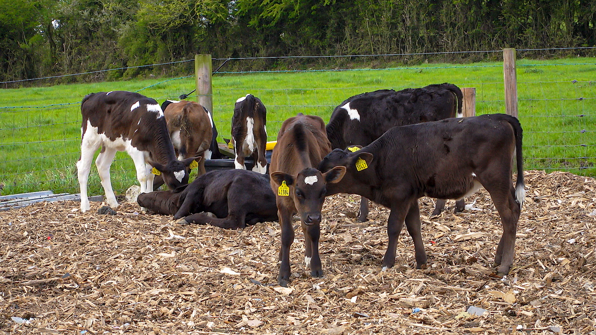 How to save time on calf registrations this spring - Agriland.ie