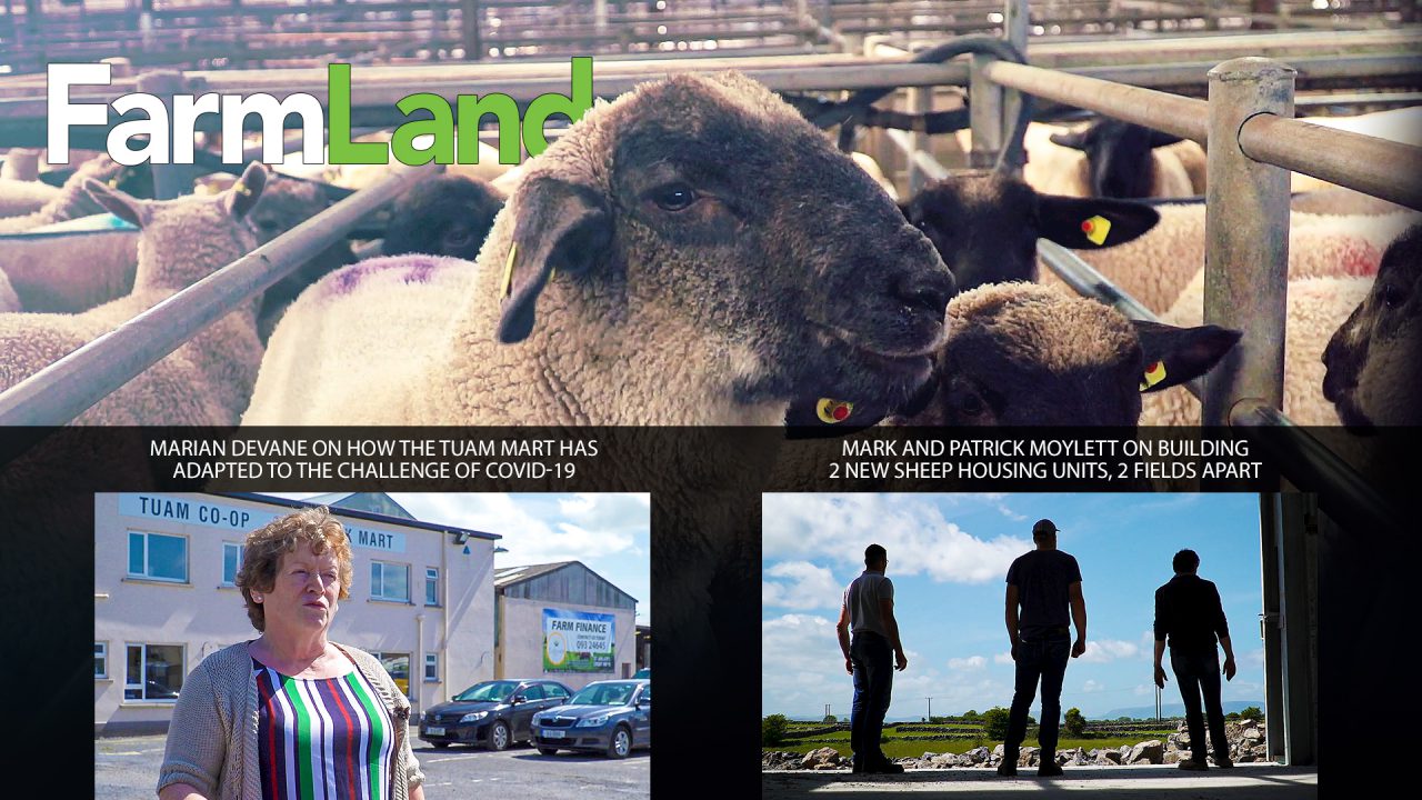 This week's FarmLand: The trade at Tuam Mart; plus the Moylett brothers ...