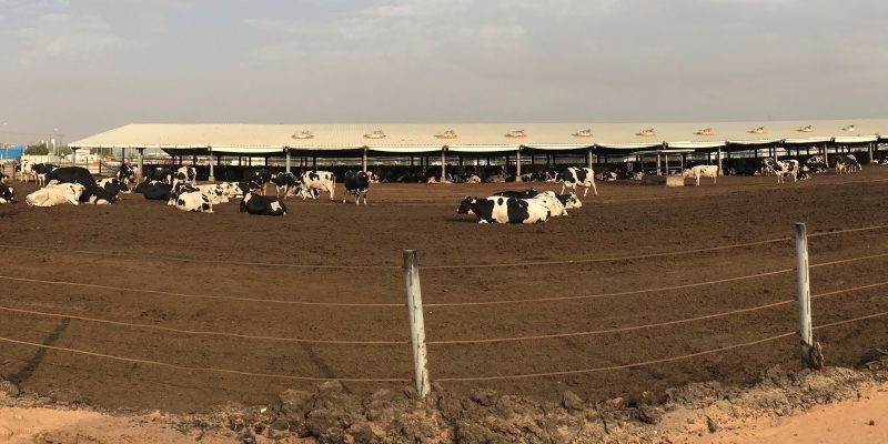 Views of a visitor: Dairying in Dubai, UAE - Agriland.ie