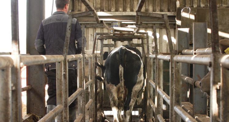 When are cattle fit for slaughter? - Agriland.ie