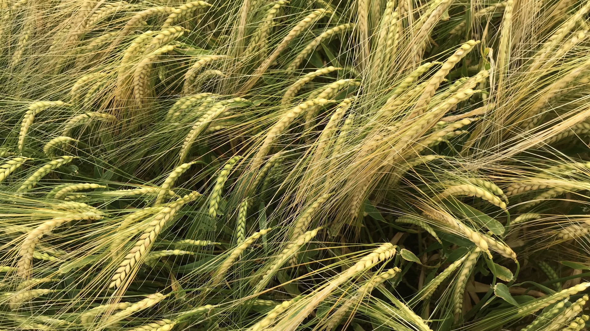 First barley crops could be ready for the combine by mid-July - Agriland.ie
