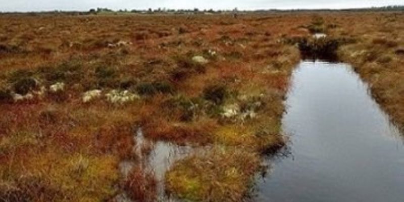 The Living Bog Project listed as finalist in Natura 2000 Awards ...