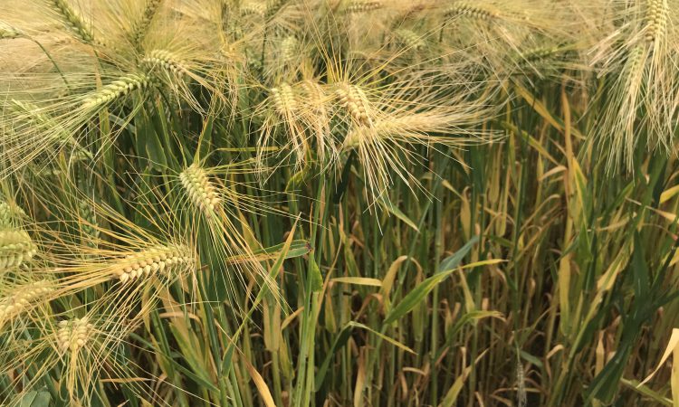 Patriotic winter barley varieties for autumn 2020 - Agriland.ie