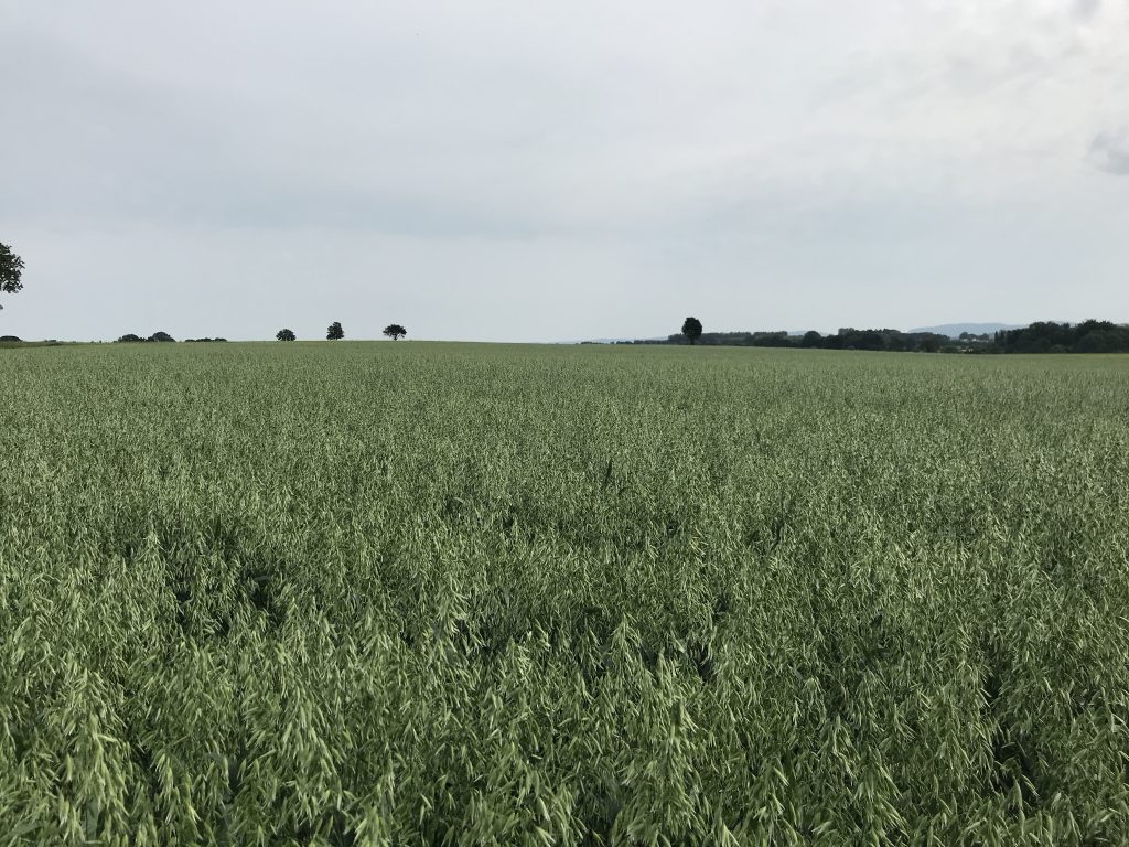 One new spring oat variety on the cards for next season - Agriland.ie