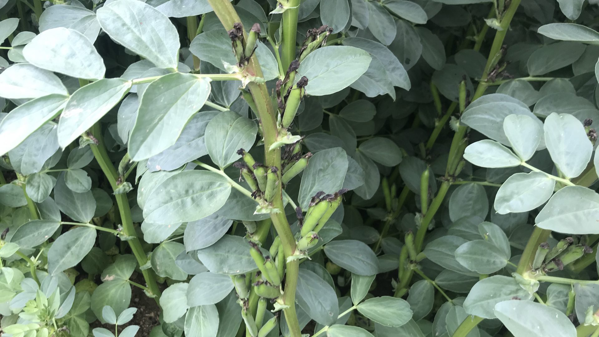 Planting spring beans in 2022? The clock is ticking - Agriland.ie