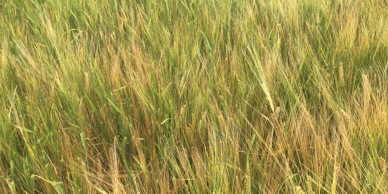 No easy answer to secondary growth in spring barley - Agriland.ie