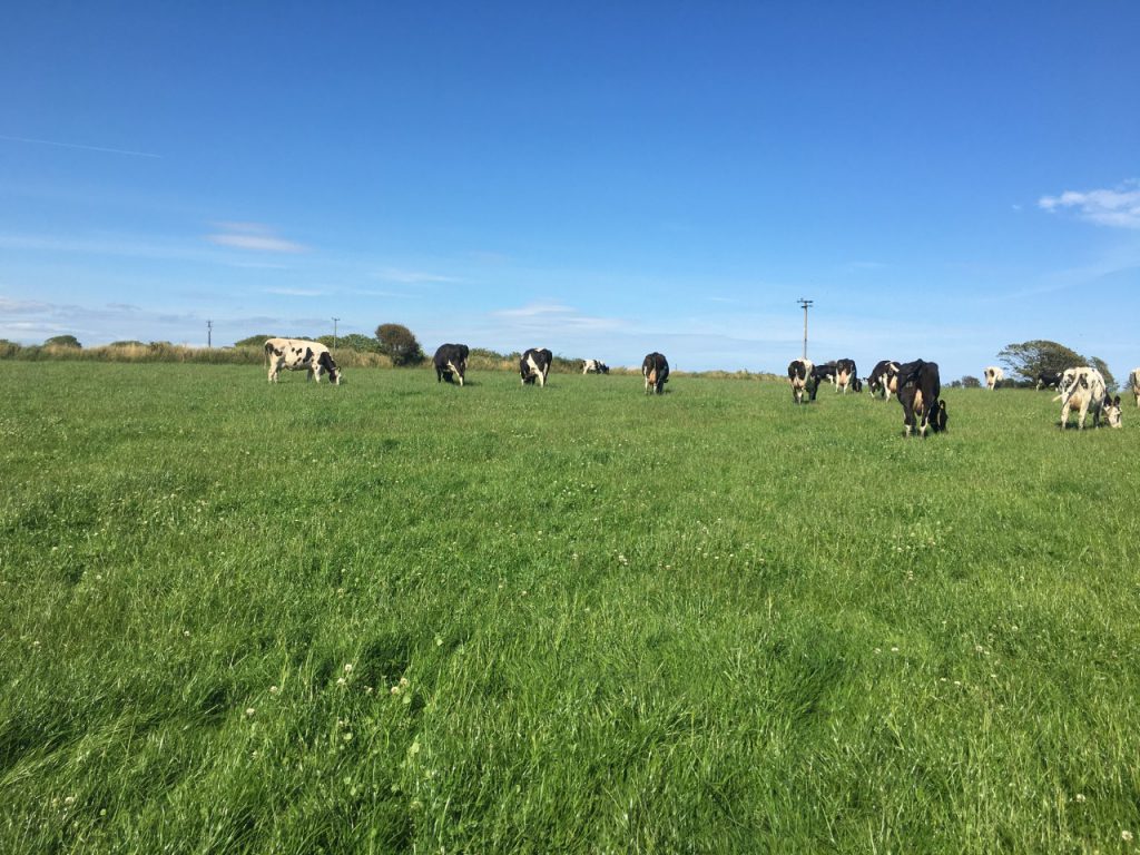 Grassland management: Maintaining grass quality and fertiliser use ...