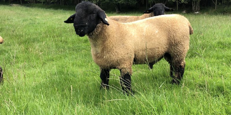 Sheep management: Time to check if your ram is fit for purpose ...