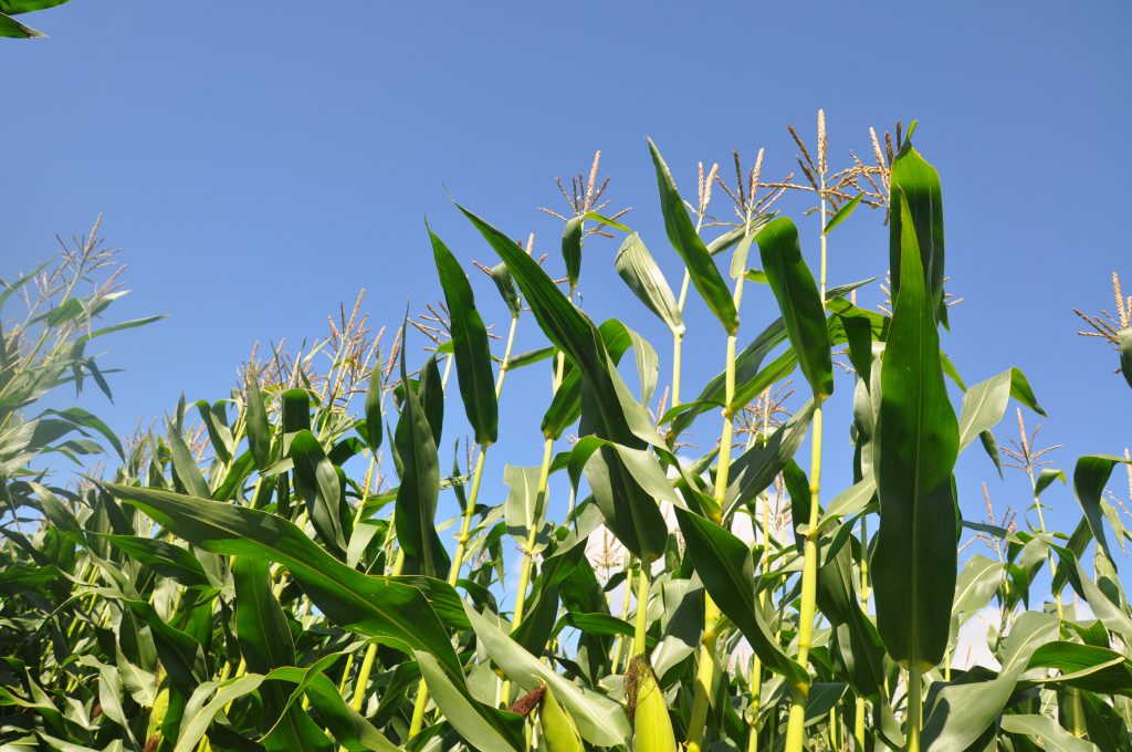 Maize is an important forage to preserve - Agriland.ie