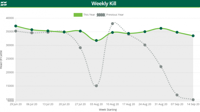 Beef kill falls over 1,200 head as steers see the biggest drop ...
