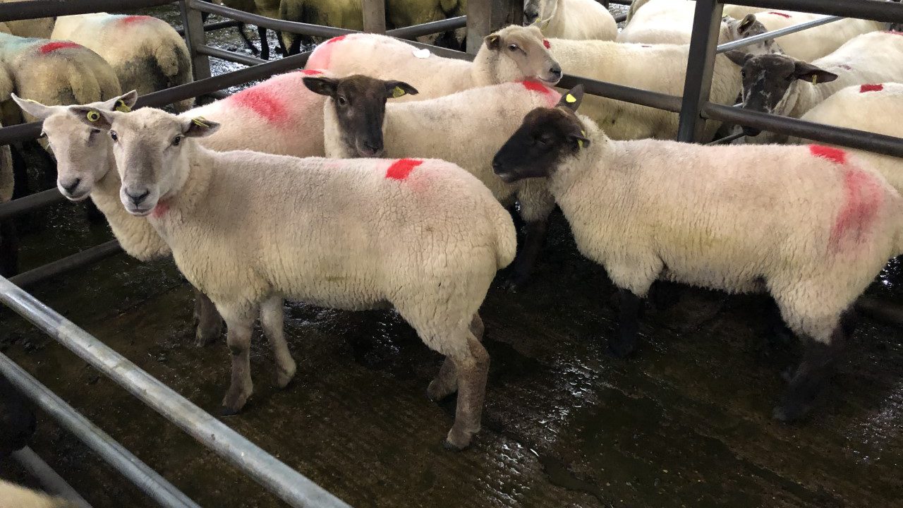 Breeding sales: Hoggets hit €220/head at Borris show and sale - Agriland.ie