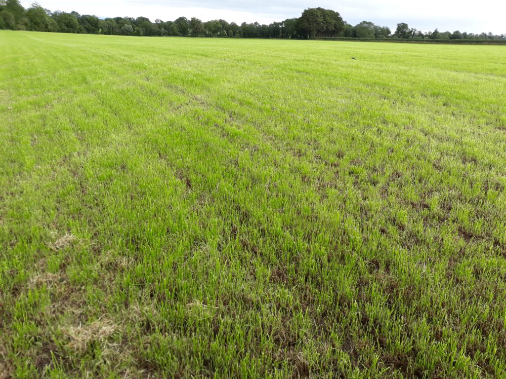 How choosing the most productive grass seed mix for reseeding can give ...
