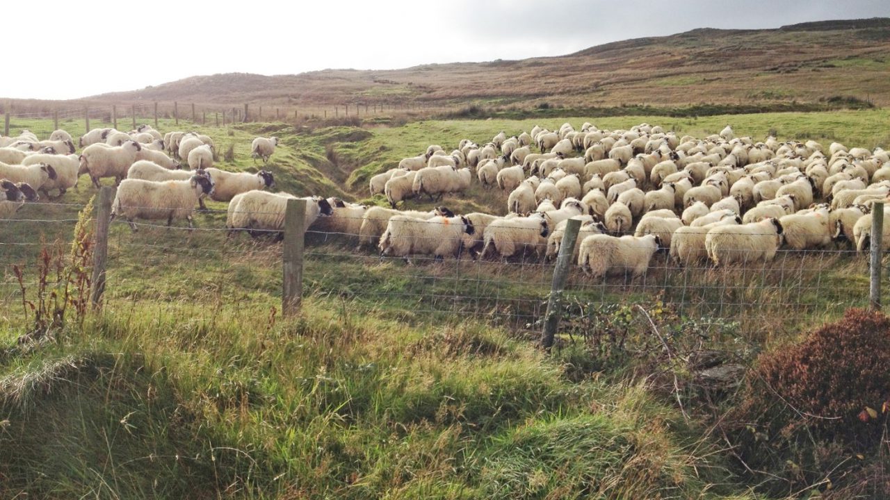 Teagasc Virtual Sheep Conference: Who, what, when - Agriland.ie
