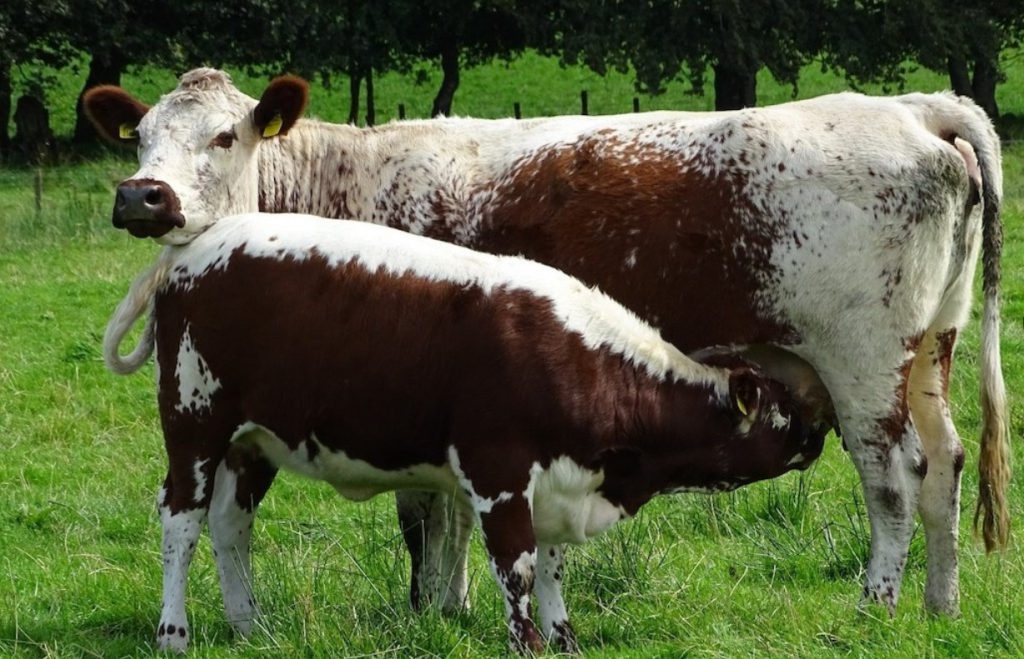 Irish Moiled Cattle Society set to hold 48-hour online timed auction ...