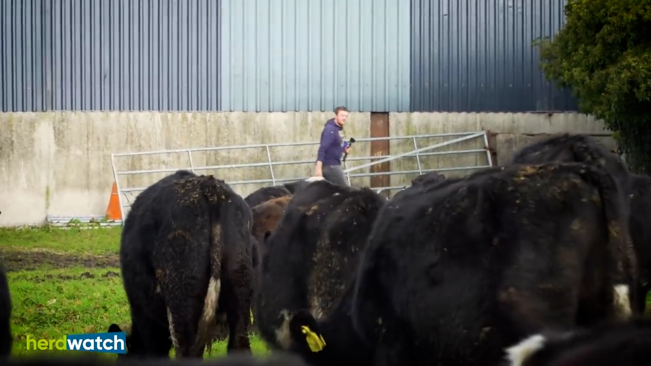 Herdwatch: Farmer Phil - Agriland.ie