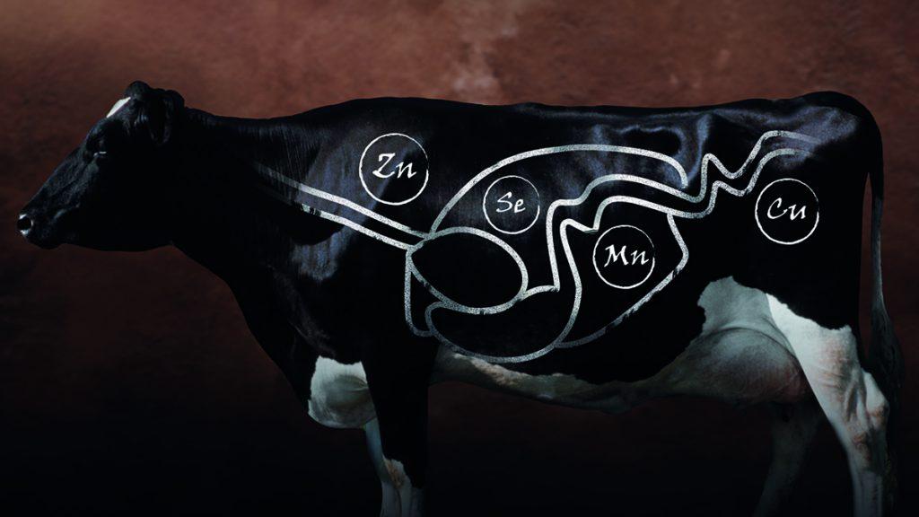 Dry cow minerals that go to work, not to waste - Agriland.ie