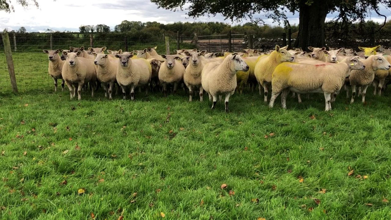 How to identify a 'problem' ram this breeding season - Agriland.ie