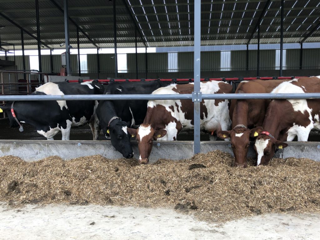 Dairy management: Selecting cows for drying off - Agriland.ie