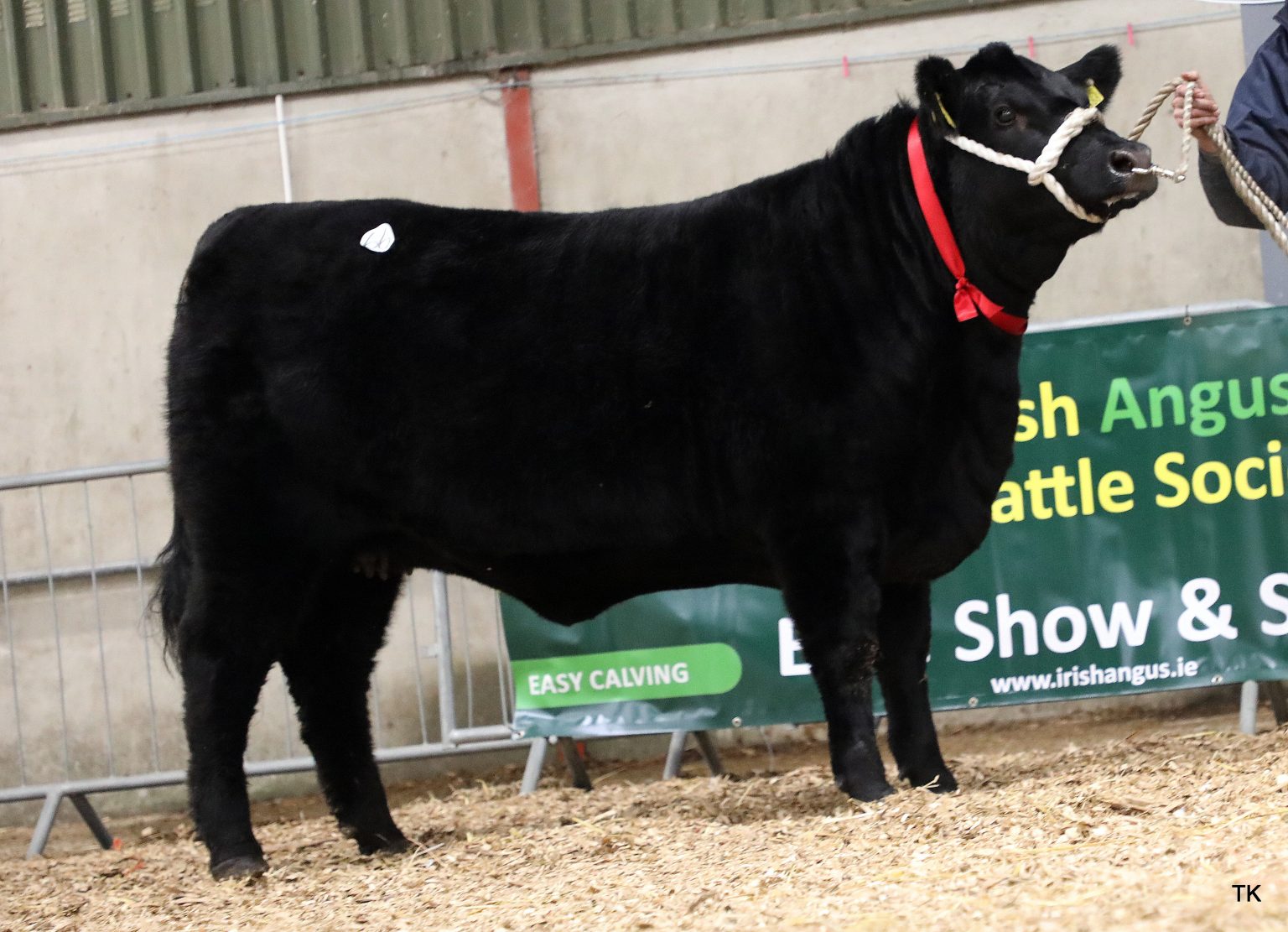 Top price Angus female sells for €7,300 in Carrick-on-Shannon - Agriland.ie