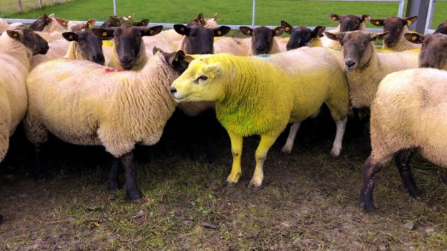 Keeping track of your ram's performance at breeding - Agriland.ie