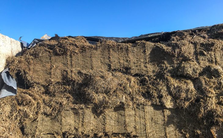 3 simple ways in which farmers can analyse silage quality visually at ...