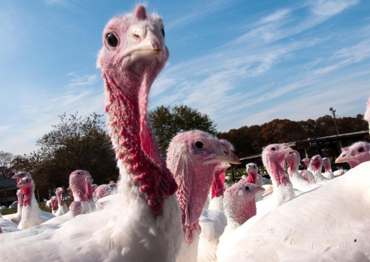 Bird flu identified in free-range turkey flock in Wicklow - Agriland.ie