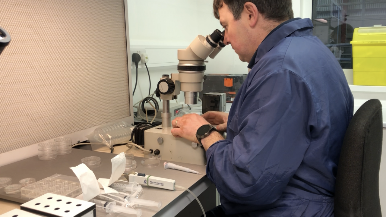 Beef Focus: Flushing females and implanting embryos at Bovi Genetics ...