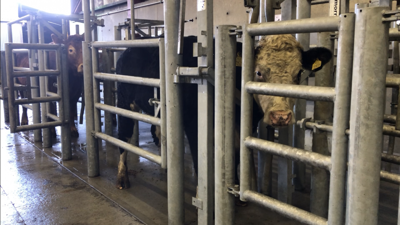 Beef Focus: Flushing females and implanting embryos at Bovi Genetics ...