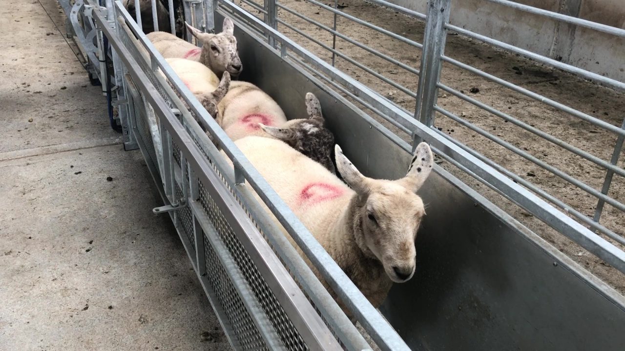 Sheep management: Fluke control at this stage of the season - Agriland.ie