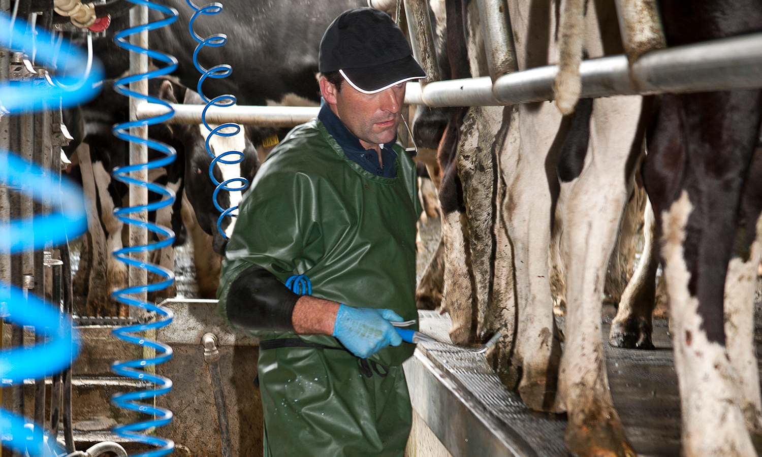 Have you considered once-a-day milking? - Agriland.ie