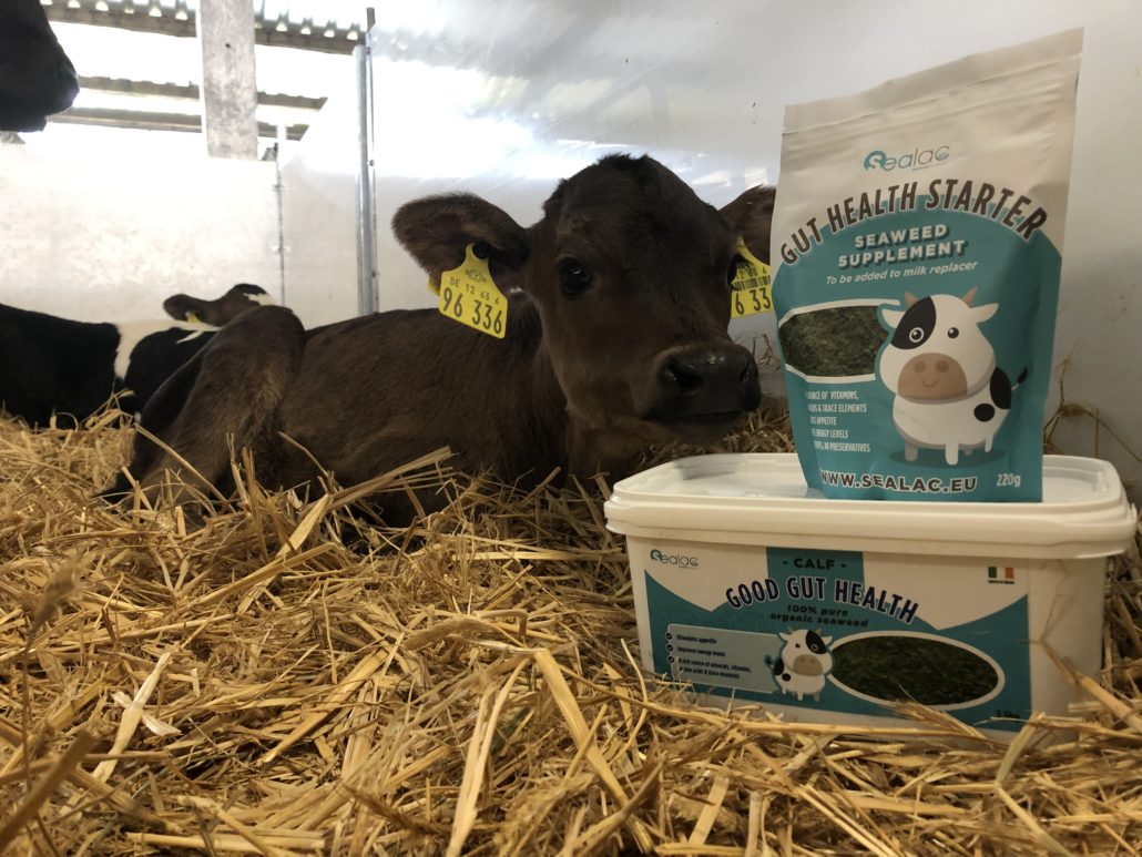 Healthier calves and lower vet bills - how seaweed improves calf health ...