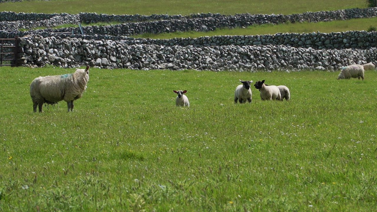 Advice for a new entrant to sheep farming - Agriland.ie